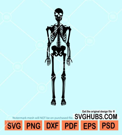 Human skeleton graphic svg, Human Skeleton svg, halloween skeleton svg